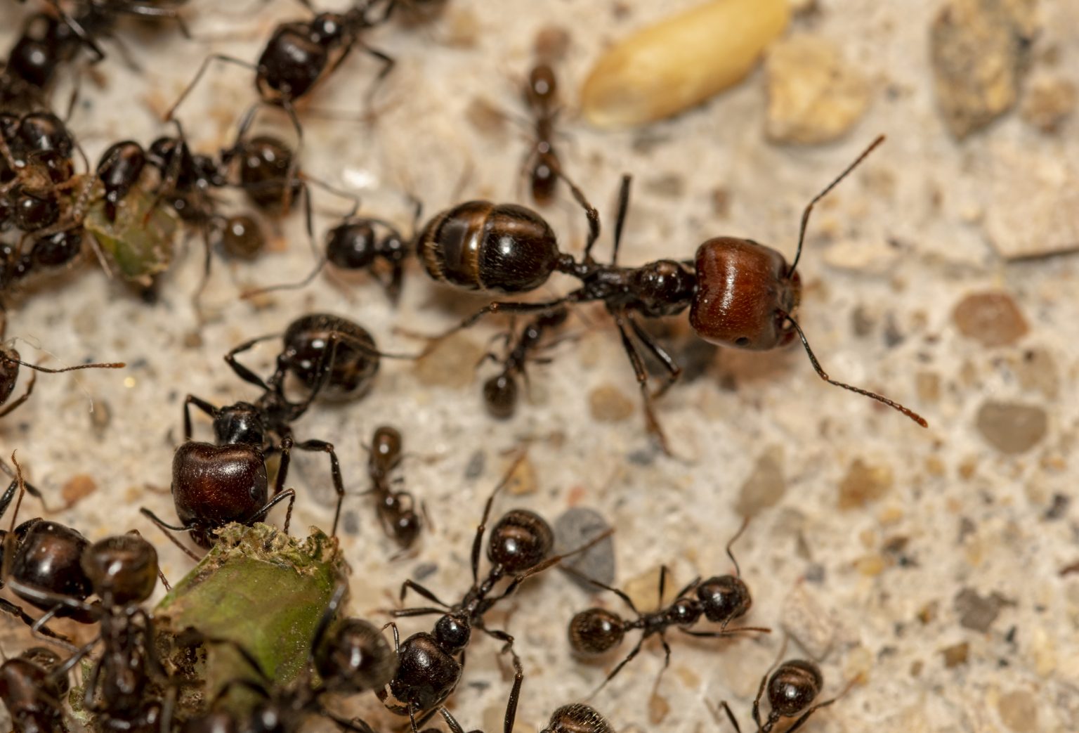 Messor barbarus - Antariums v5