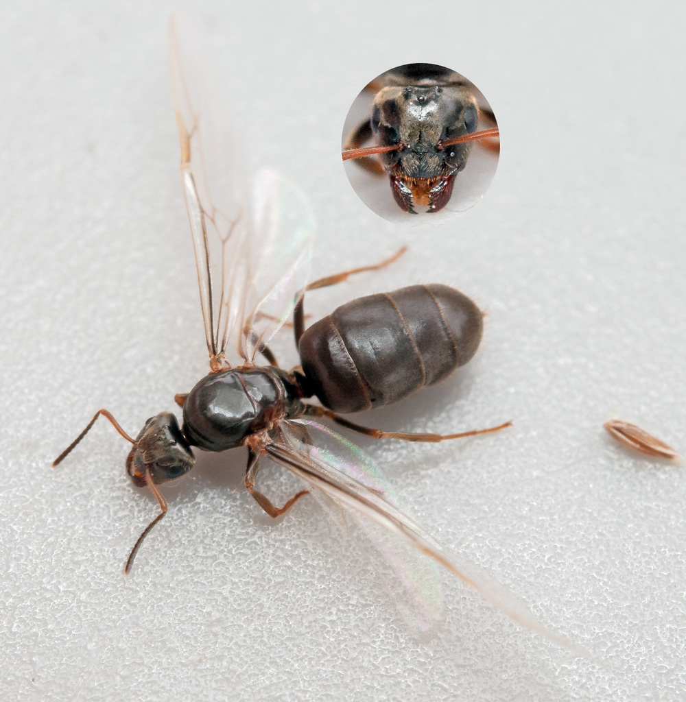 Lasius niger - Antariums v5