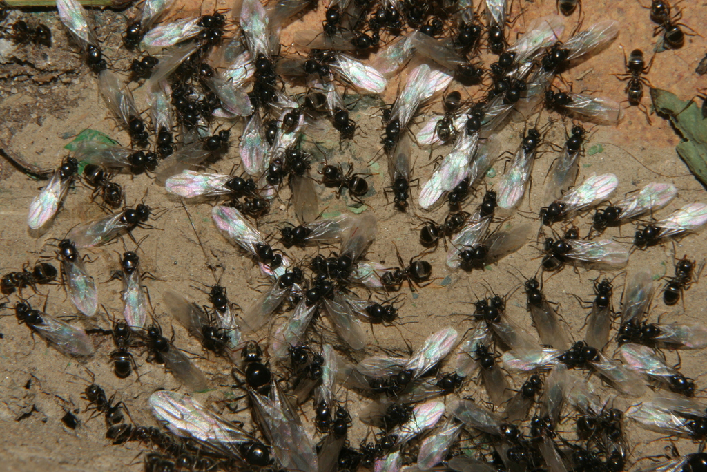 Lasius niger - Antariums v5