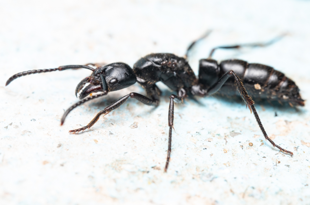 Pachycondyla crassinoda - Antariums v5